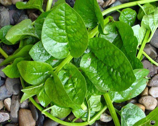 6 loại rau dù ngon đến mấy cũng chớ nhúng vào nổi lẩu kẻo có ngày sinh bệnh