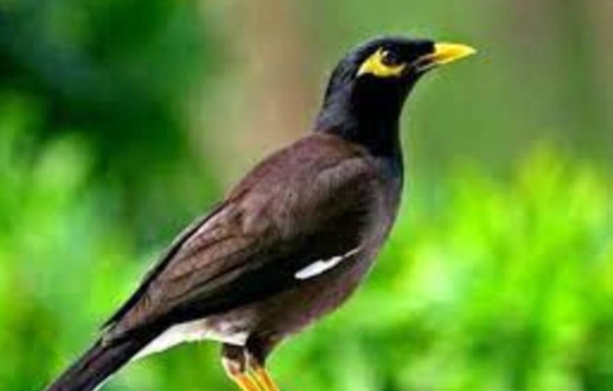 3 loài chim vào nhà, sắp có chuyện vui gõ cửa, đừng đuổi chúng đi mà ...