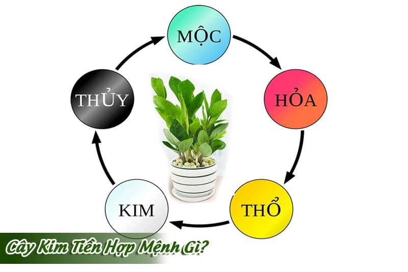 Cây kim tiền kỵ nhất người thuộc 2 mệnh này: Đặt trong nhà càng xanh tốt càng cạn lộc
