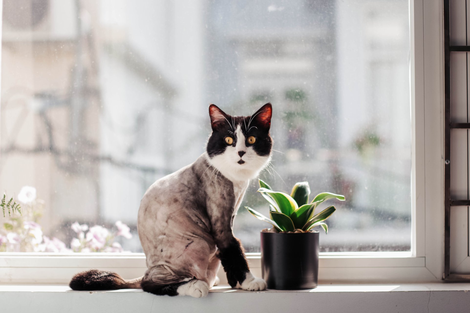 Chú mèo nhiều biểu cảm khiến người xem bật cười