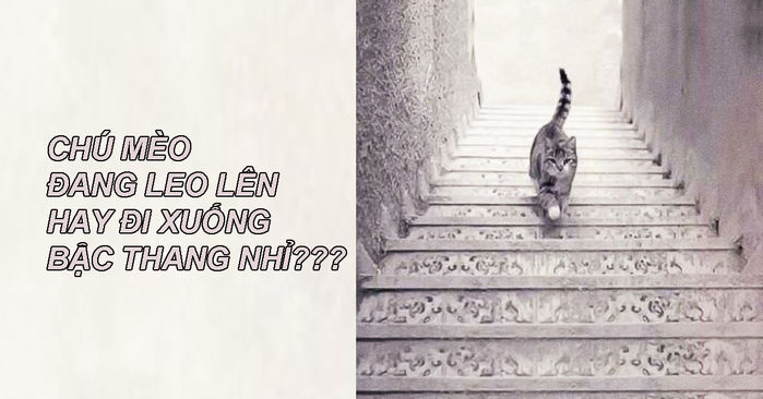 Con mèo đang đi lên hay đi xuống? Câu trả lời nói lên tính cách và sự ...