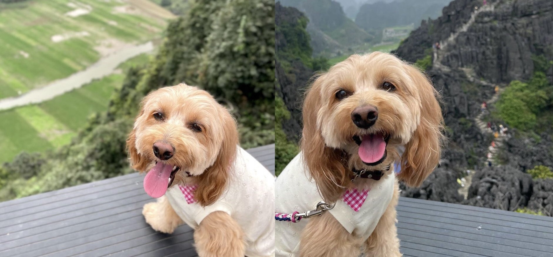 Loạt ảnh cún cưng vi vu ở đệ nhất check-in Ninh Bình gây sốt cư dân mạng