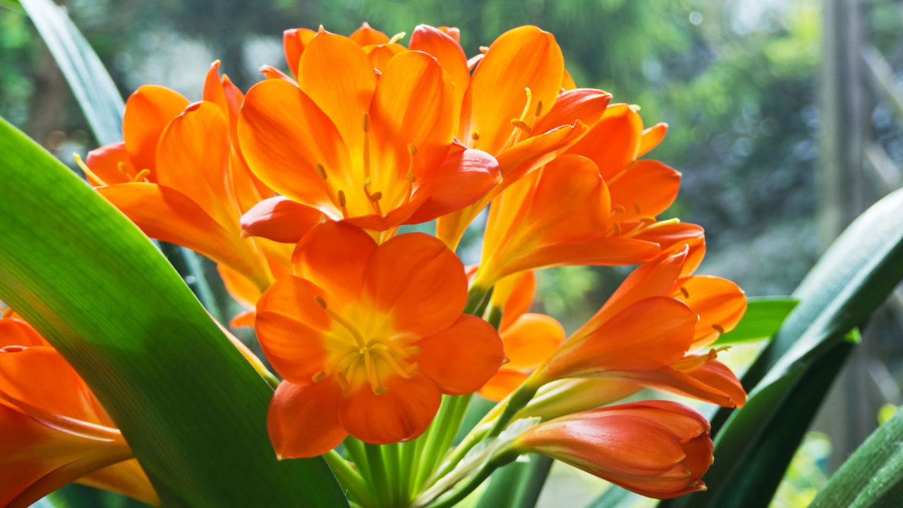 Nhà giàu thích trồng 3 loại hoa phát tài, hoa nở tới đâu lộc theo tới ...