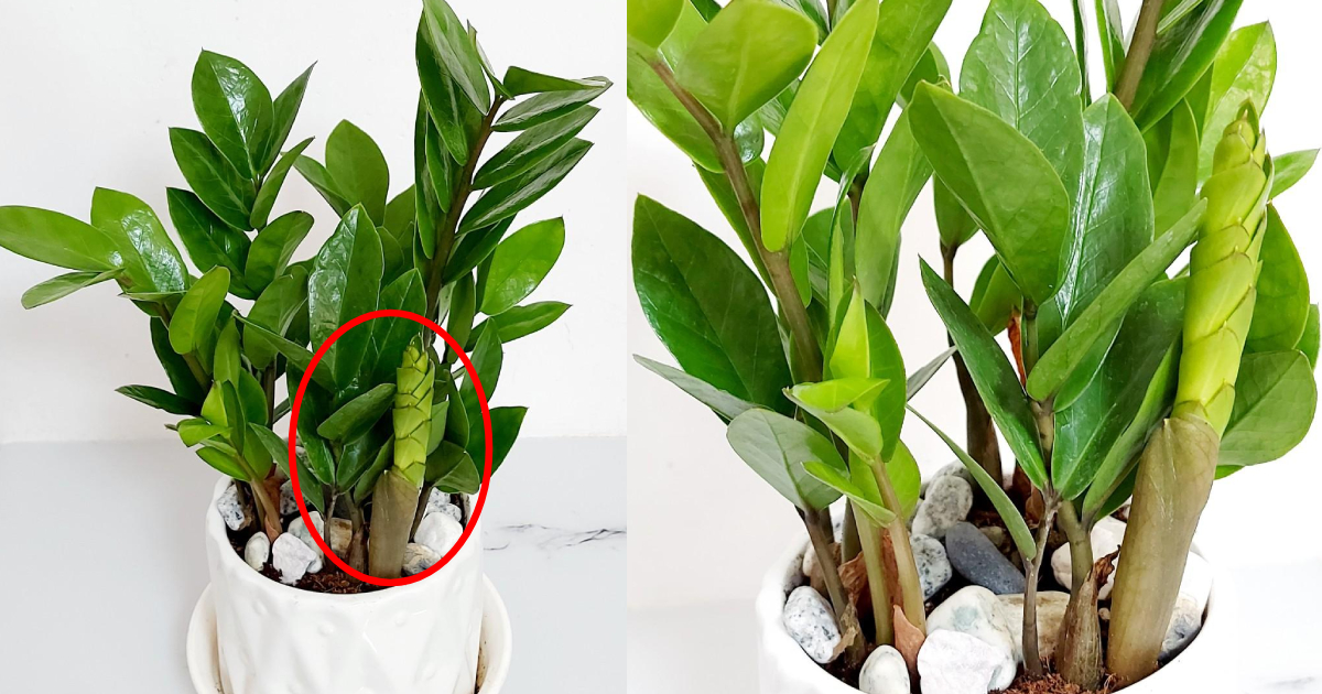 Trồng kim tiền cứ nửa tháng đổ 1 thìa nước này vào gốc, thân cây béo ...