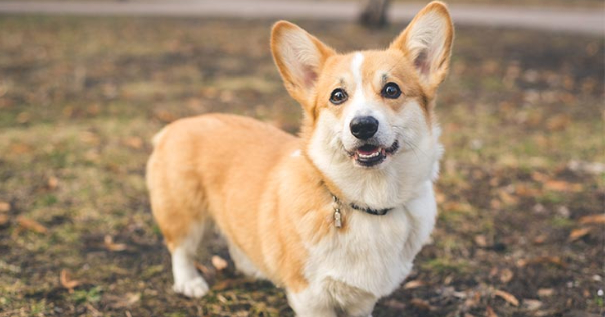 Tháng 2 hoan hỷ: 3 con giáp được Thần Tài phát lộc, rót tiền vào túi