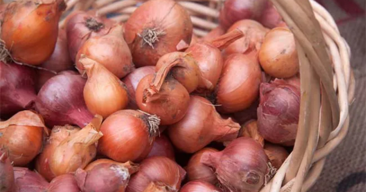 Cách bảo quản hành tím khô được lâu, để cả năm cũng không thối mềm ...