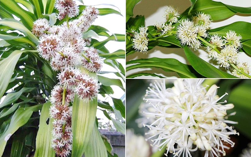 5 cây cảnh trong nhà bỗng nhiên nở hoa, chứng tỏ sắp có điềm, gia chủ ...