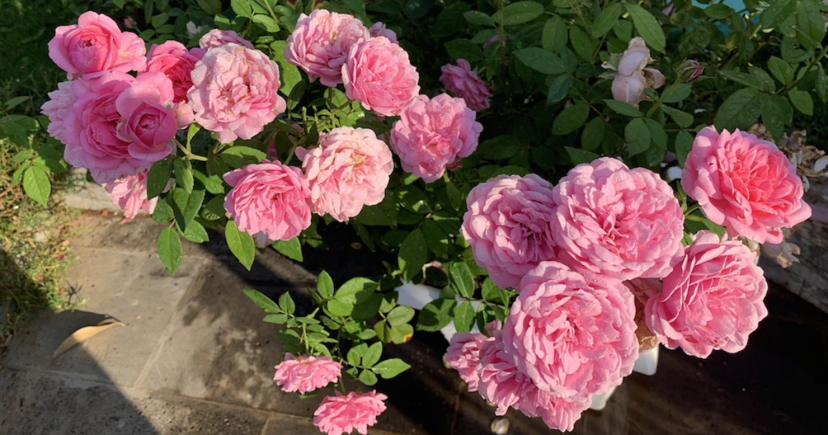 Hoa hồng 'mê' nhất loại nước này: Mỗi tuần cho cây 'uống' 2 lần, hoa ...