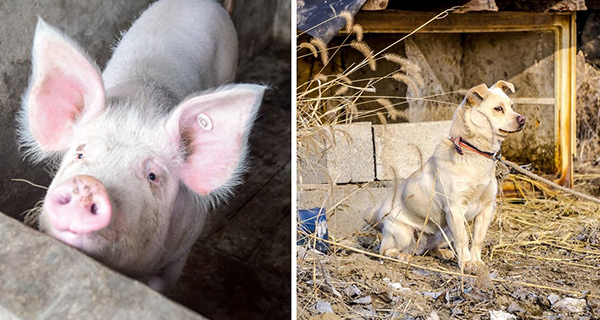 Người xưa ở quê nói: 'Nuôi lợn không đẻ hai, nuôi chó không đẻ sáu', vì ...