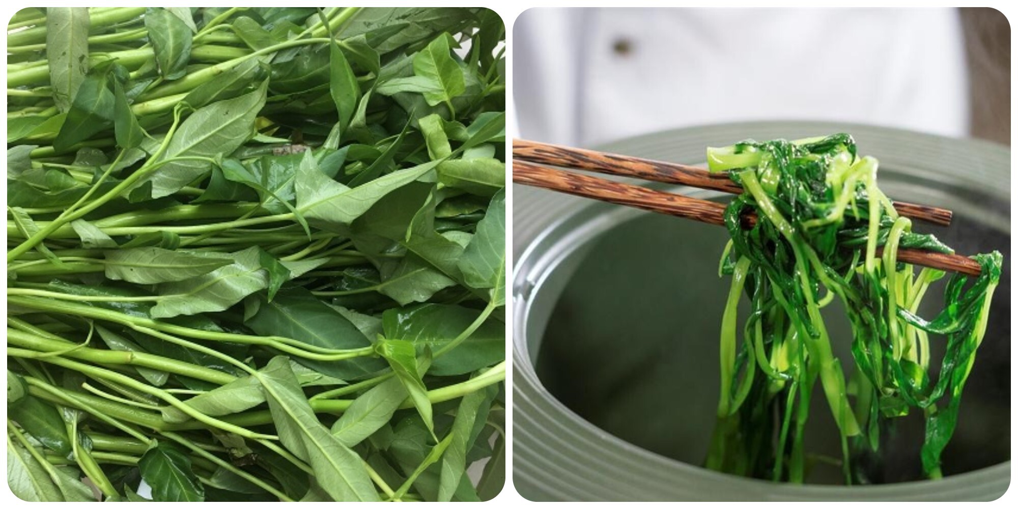 Người bán rau tiết lộ: Cách nhận biết rau muống sạch, rau muống bẩn vô ...