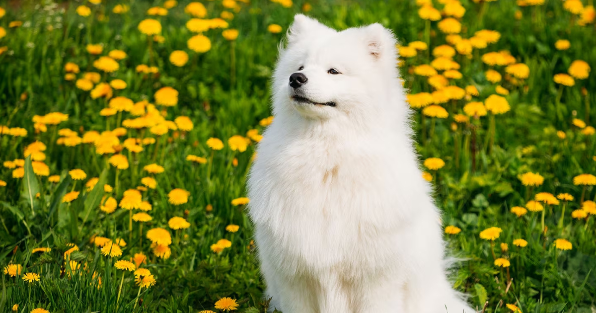 4 tuổi là 'đại gia chân đất', bên ngoài quê mùa nhưng bên trong giàu ú ụ