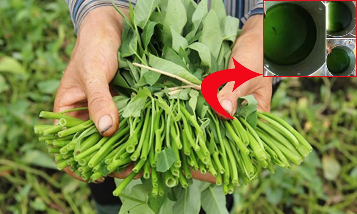 Người trồng rau tiết lộ: Phân biệt rau muống nhiễm chì, thuốc trừ sâu ...