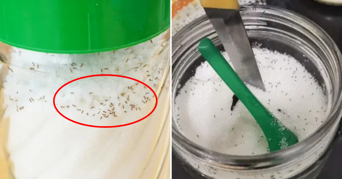 5 mẹo đuổi kiến khỏi hũ đường cực đơn giản, nhà nào cũng cần