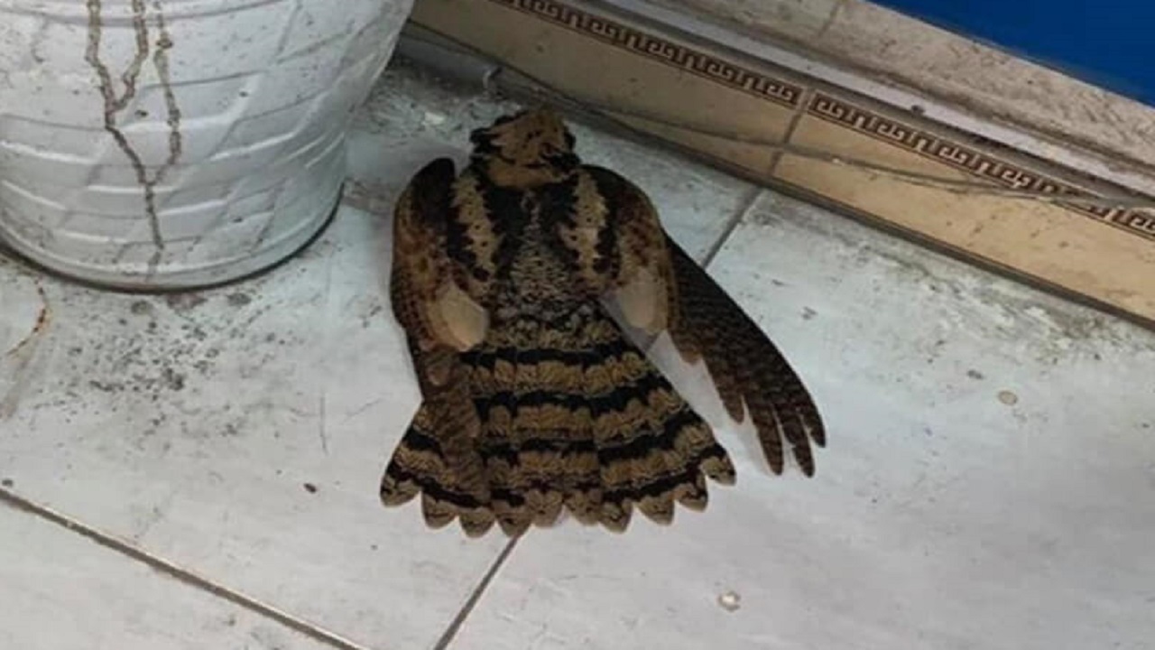 Ông bà dặn con cháu: Hai con chim bay vào nhà, không họa cũng tai ương ...