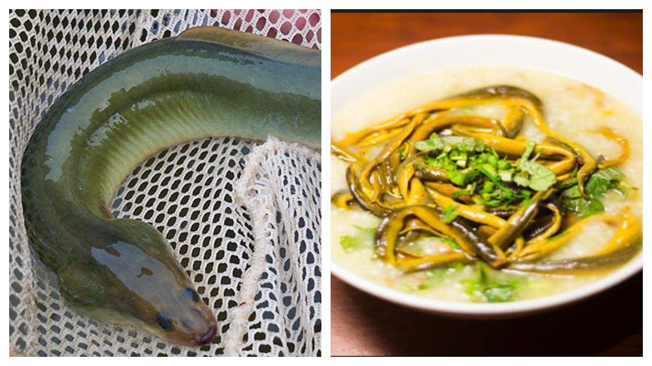 Có 1 loại cá được ví như sâm nước: Bổ như vi cá mập, nhâm sâm đi chợ ...