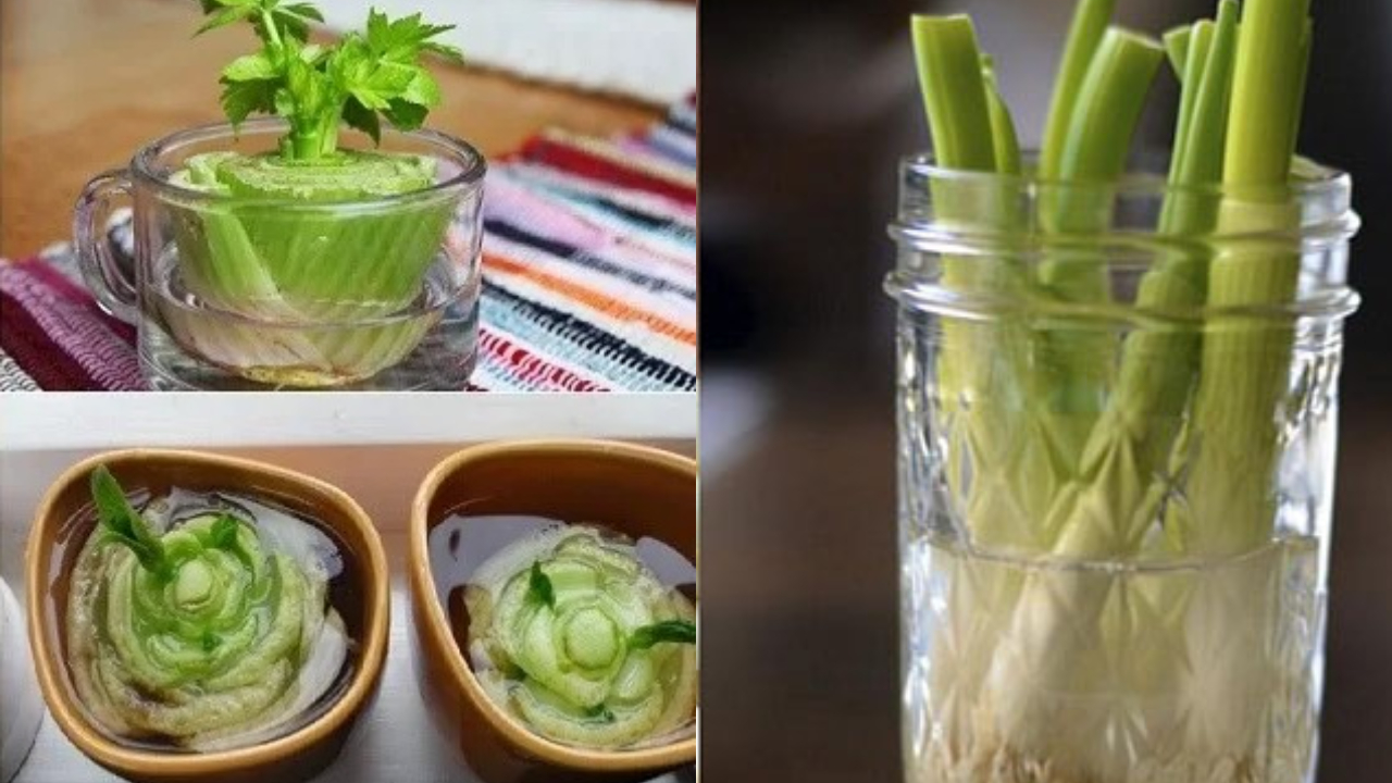 5 loại rau củ thả xuống nước là lớn, tha hồ có rau ăn chẳng lo tốn tiền mua