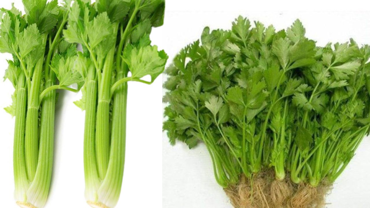 Tại sao cần tây hay bị bỏ lá? Phải chăng chúng không có tác dụng hay ...