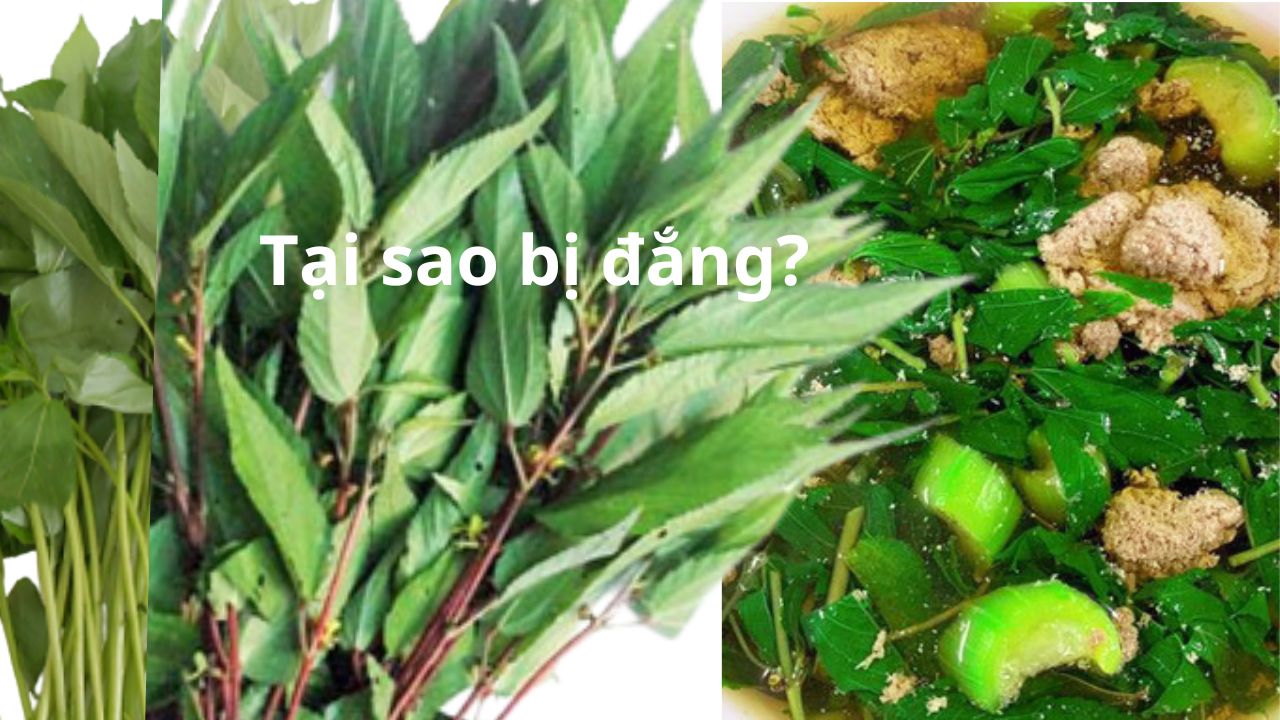 Tại sao nhiều lần nấu rau đay lại bị đắng? Cách hay giúp bạn tránh ...