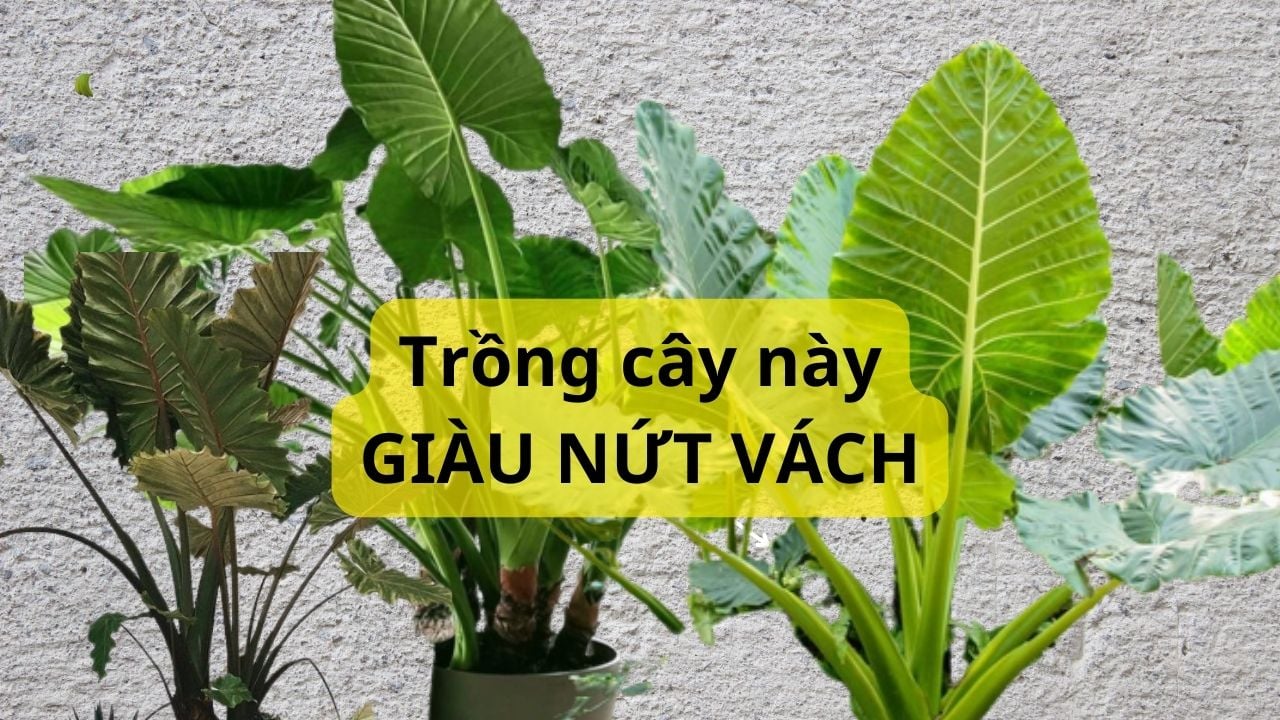 Trong nhà chỉ cần 1 cây này thì hút hết lộc thiên hạ, lá càng to càng ...
