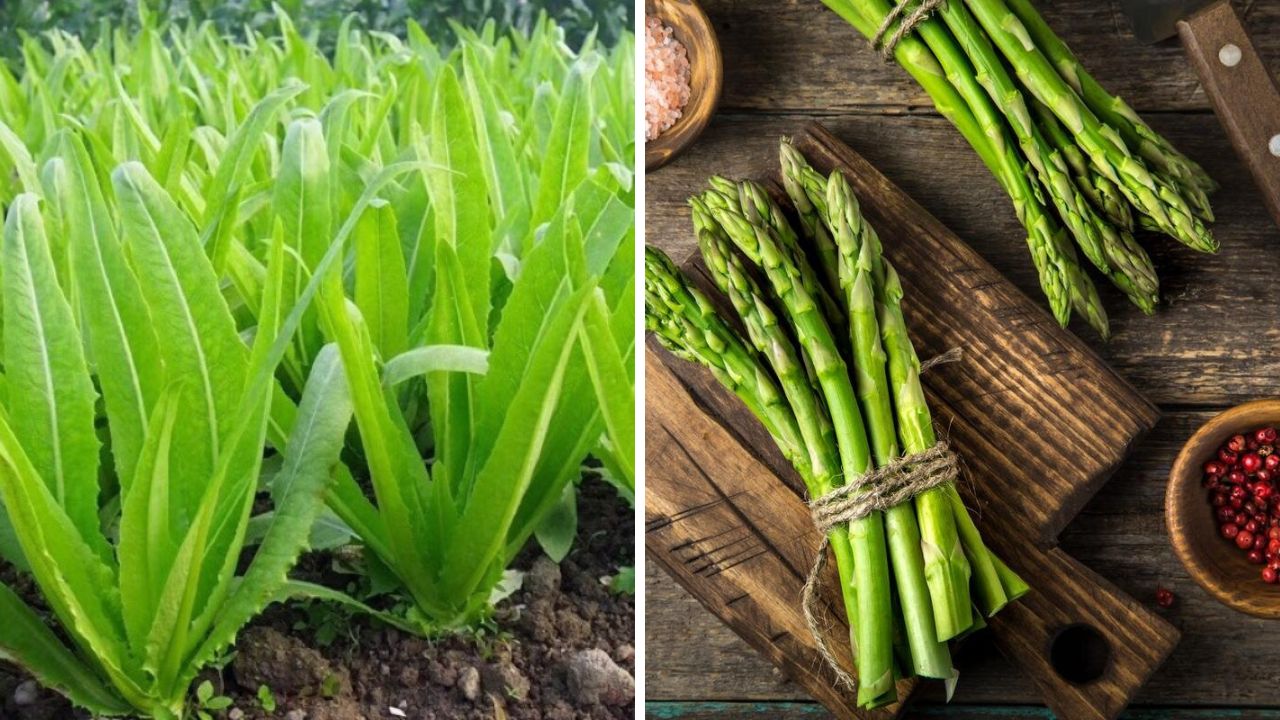 6 loại rau vừa ngon vừa bổ: Toàn rau sạch không lo bị phun thuốc