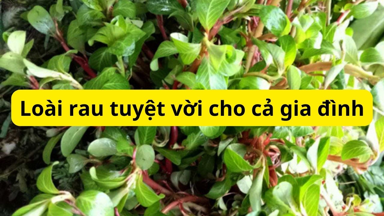Loại rau nổi lềnh phềnh xưa vớt cho lợn, nay được săn lùng hóa ra vì ...
