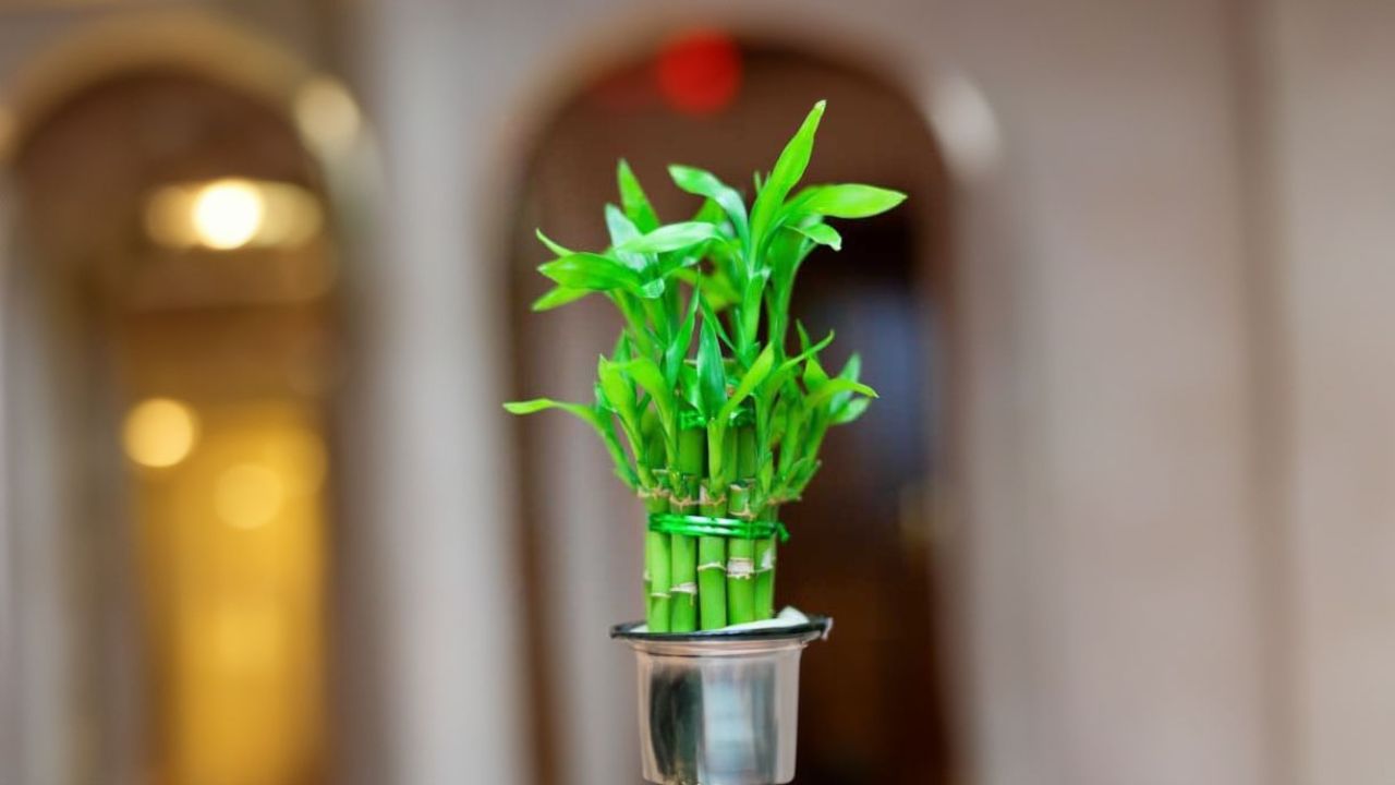 Đặt cây trúc phú quý vào góc này trong nhà giúp đổi vận nhanh chóng ...