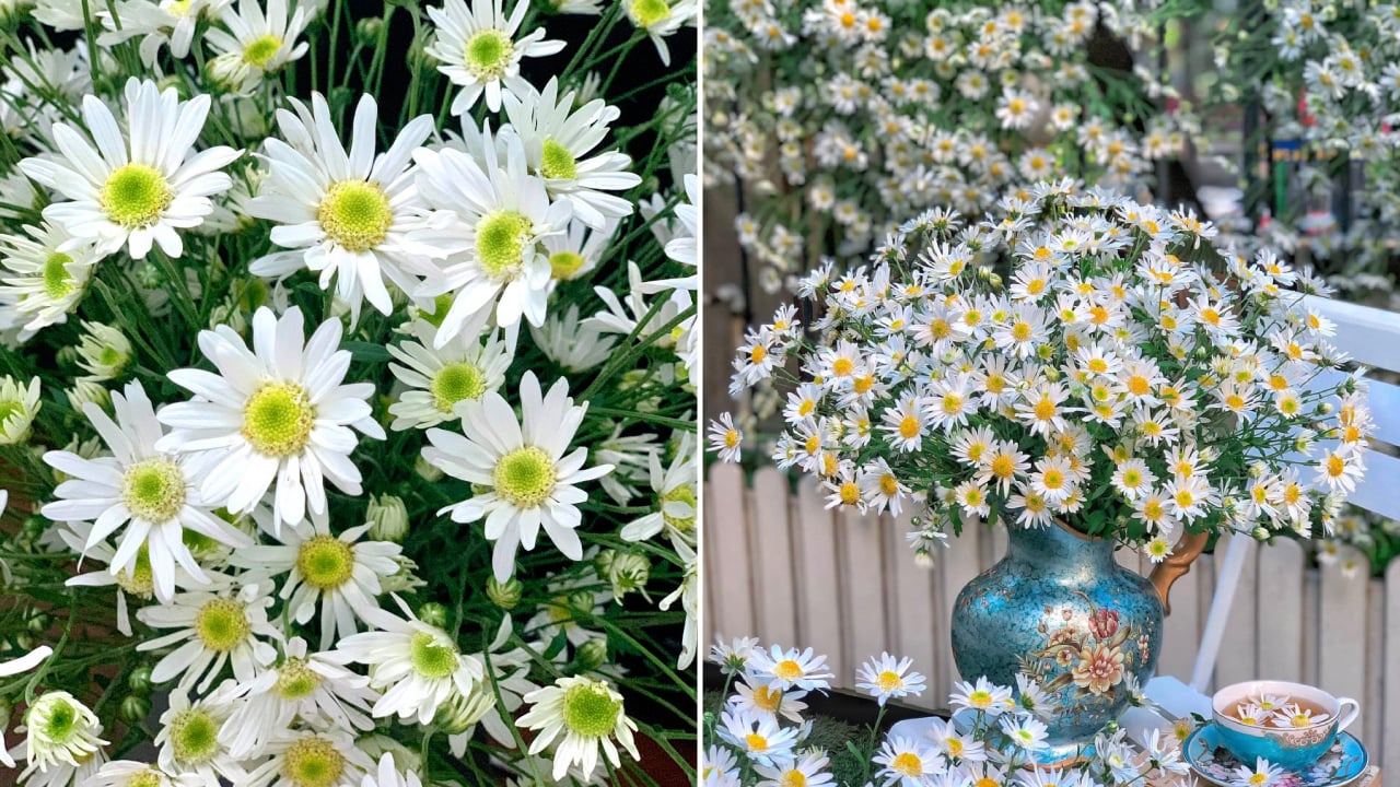 Cách chọn cúc họa mi đúng chuẩn, hoa nở đều đẹp, để cả tuần vẫn tươi