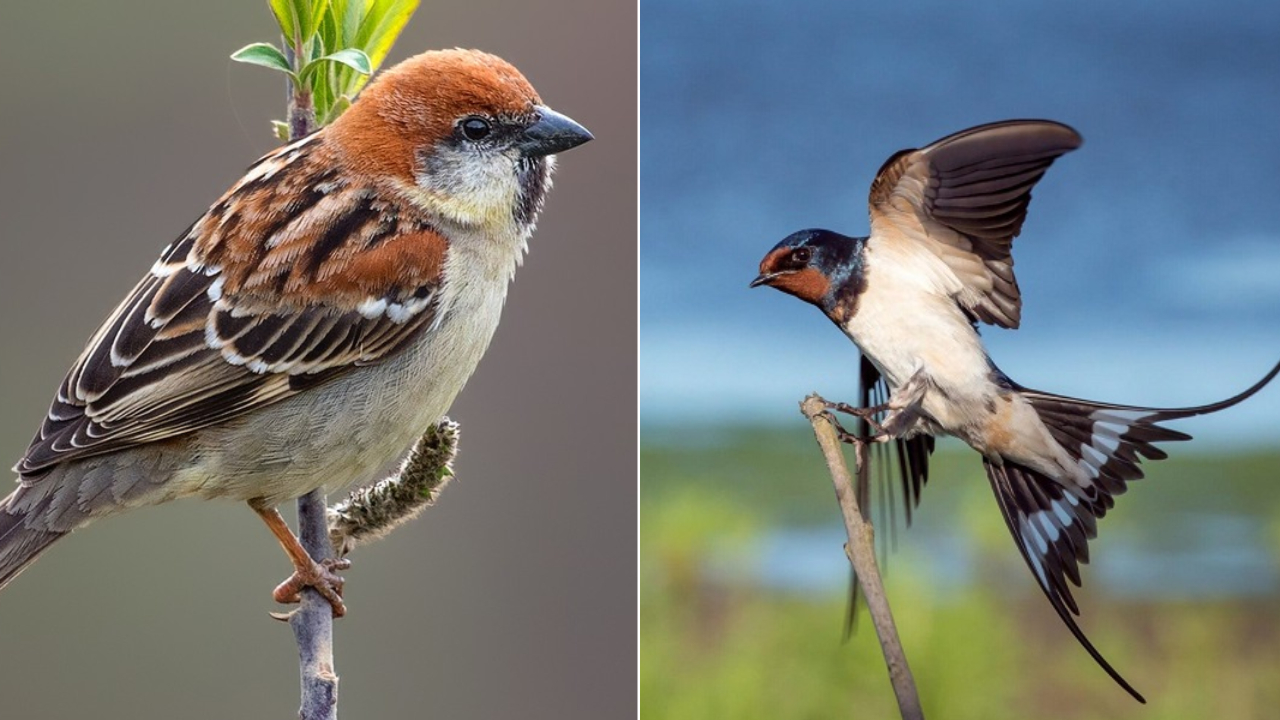 Các cụ dặn: 3 loài chim bay đến nhà, tiền vào như nước, 2 loài khách ...