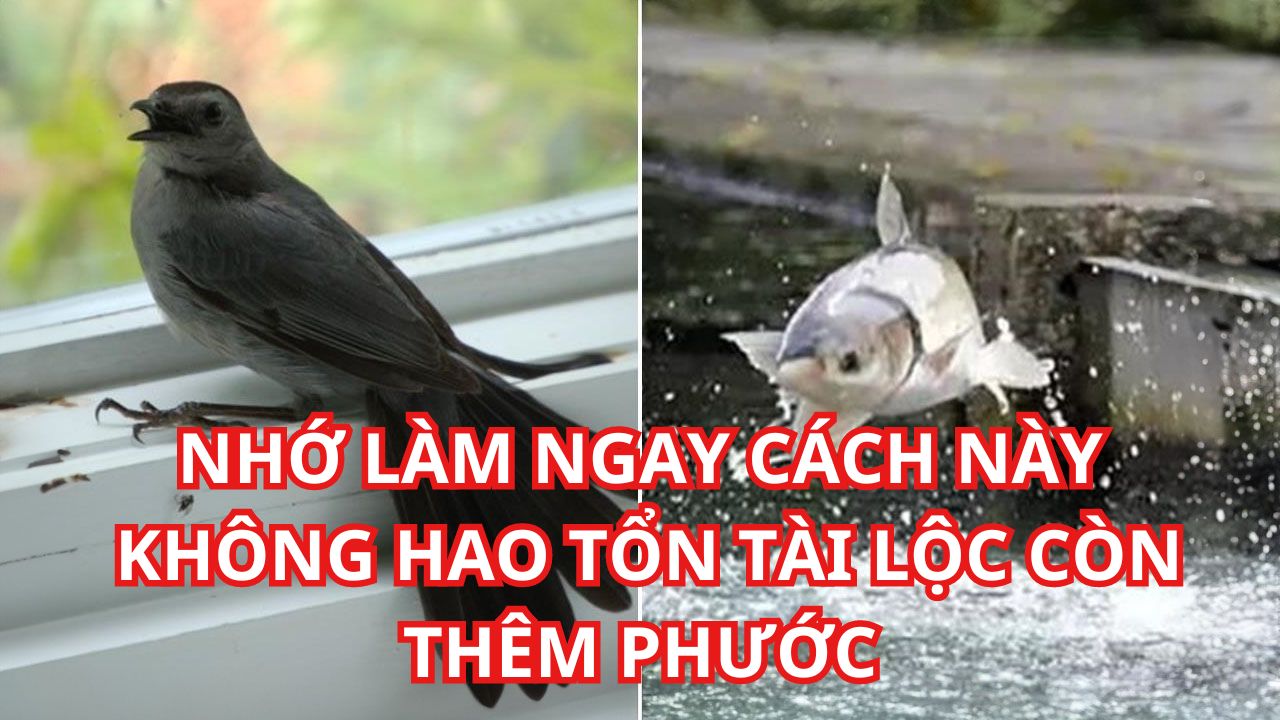 Tổ tiên đã dặn chim sa tận nơi không bắt, cá nhảy tận bờ không ăn vì ...