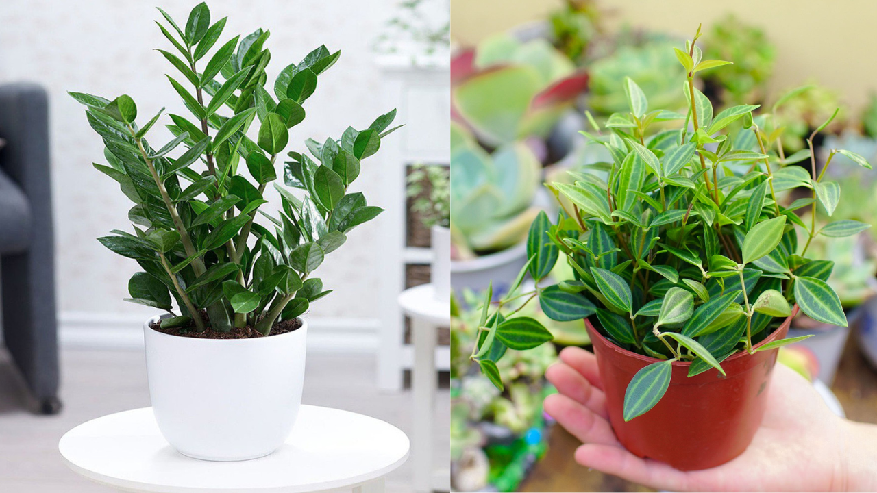 5 cây cảnh toả ra mùi “giàu sang, tên đẹp dáng sang, mua về trưng trong ...