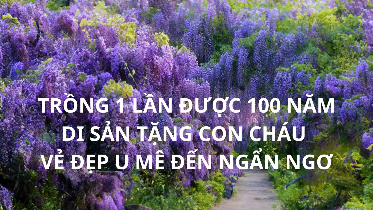 Loại hoa kiêu sa nhưng rất dễ trồng, sống hơn 100 năm, ai nhìn cũng ...