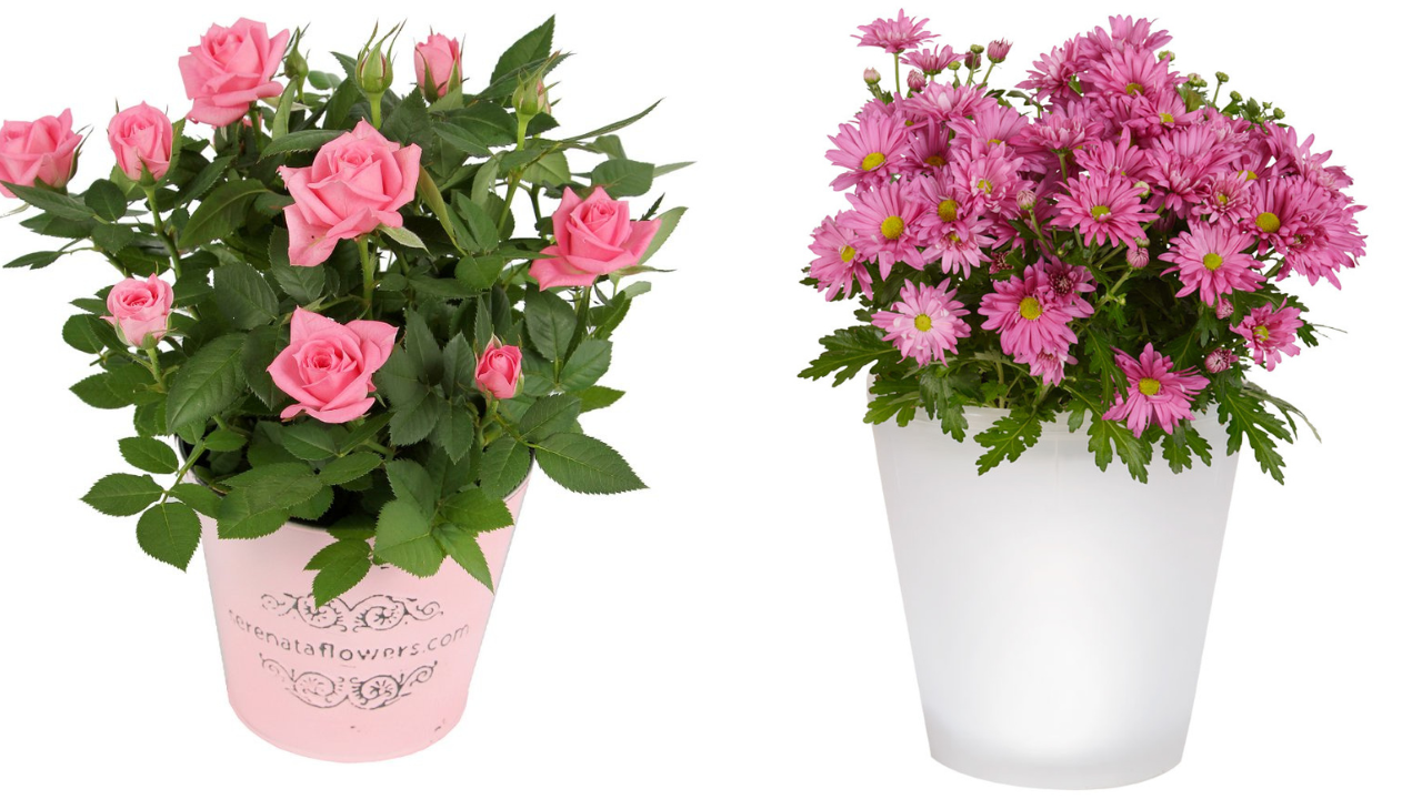 6 loại hoa chẳng khác nào thần dược, người thông minh thường trồng vài chậu để nhà cửa sạch thơm ...