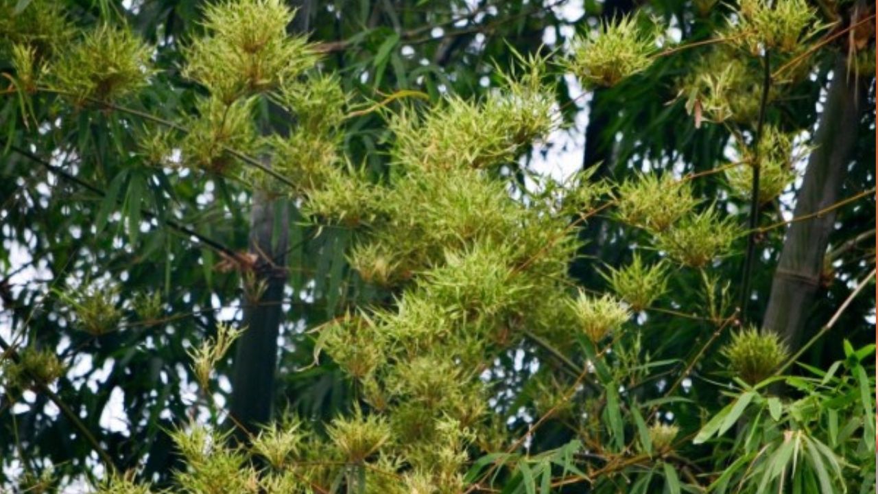 5 loại cây cảnh nở hoa báo điềm gở, gia chủ cẩn trọng kẻo có ngày hối hận