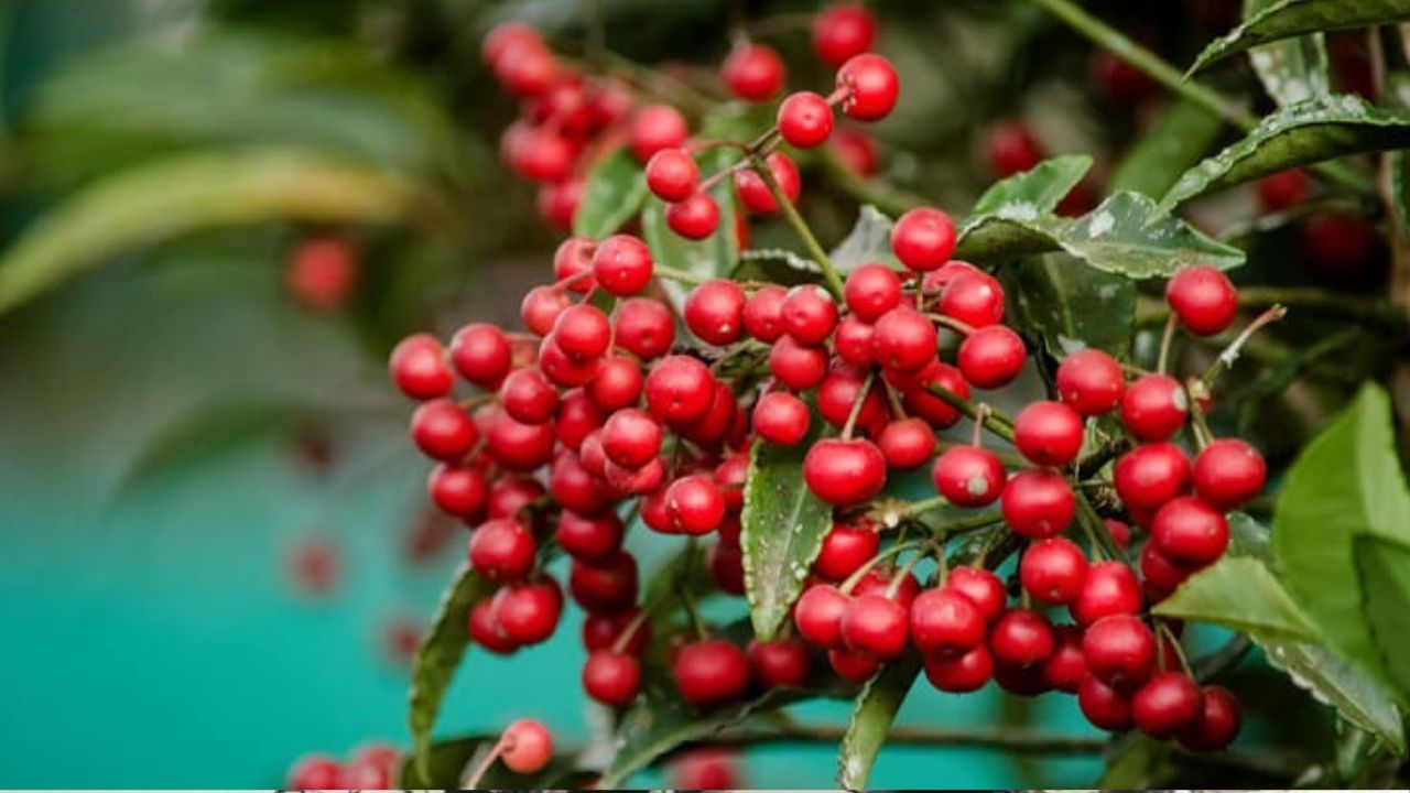 6 cây cảnh quả đỏ trĩu cành nhà giàu hay trưng trong nhà dịp Tết, đón ...