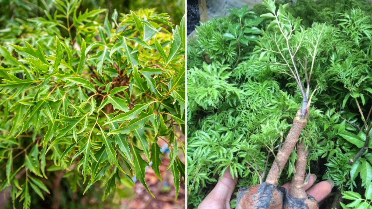 Ý nghĩa phong thủy của cây đinh lăng, vị trí tốt nhất trồng cây đinh ...