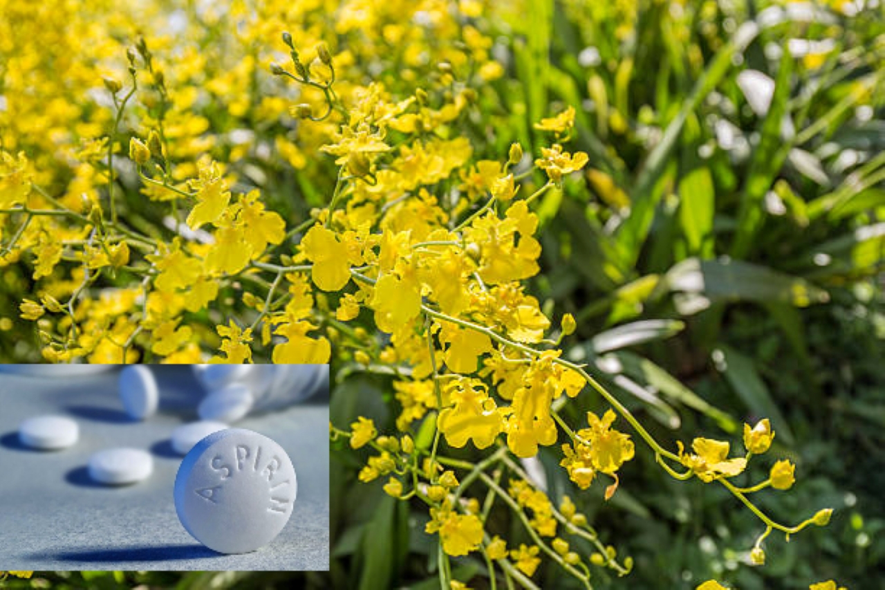 3 loại thuốc này dùng làm phân bón cho cây cảnh, cây lớn nhanh như thổi, hoa nở chi chít