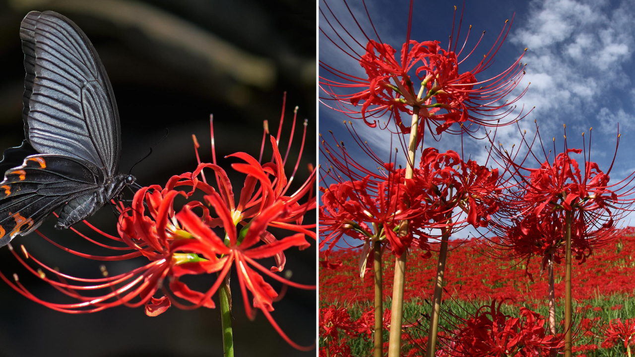 7 loại hoa đẹp nhưng trồng trong nhà mang lại xui xẻo