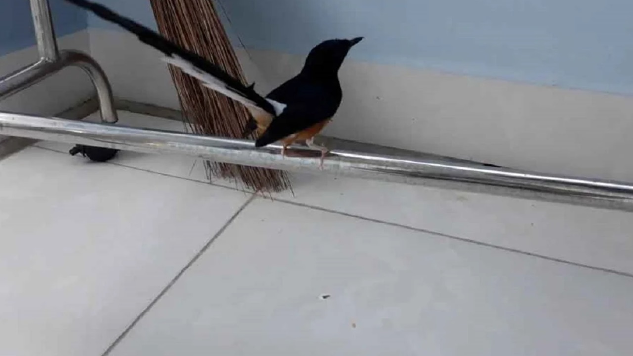 Dân gian có câu: Hai con chim bay vào cửa, dù gia đình không giàu cũng ...