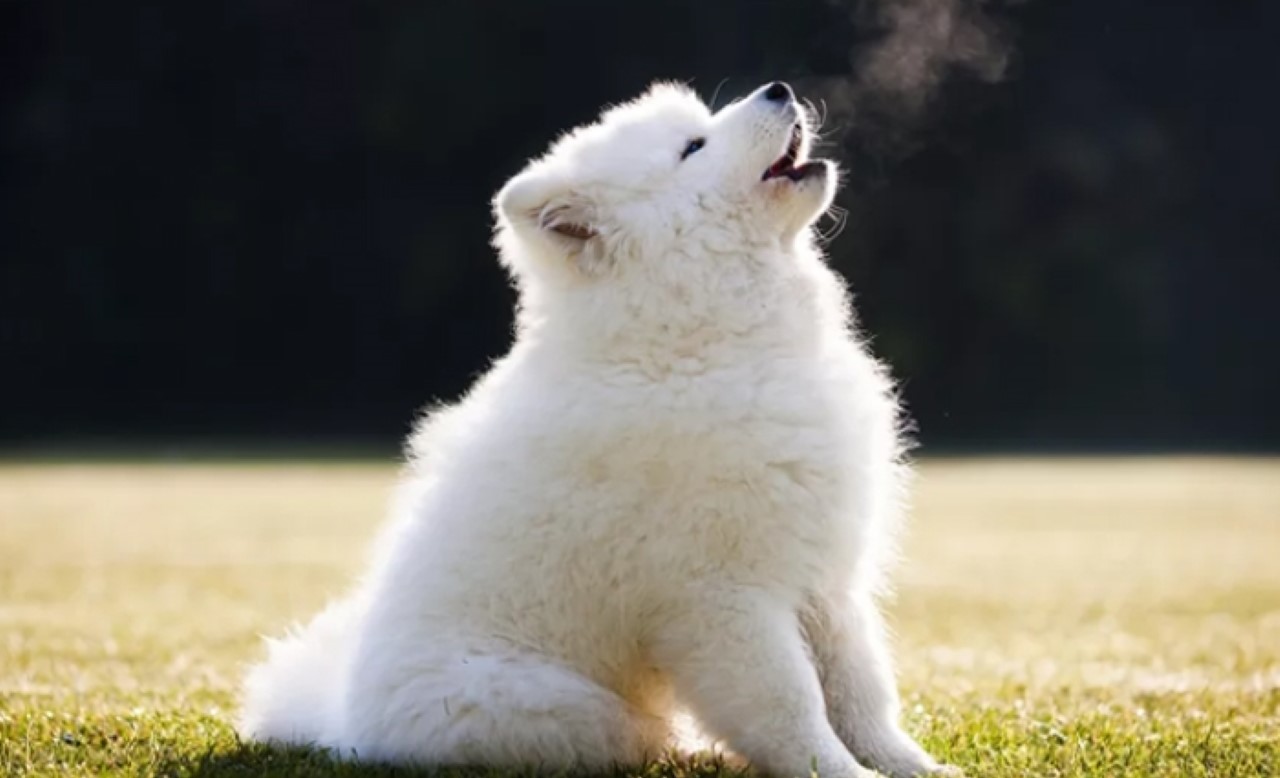 Chó sủa nhiều là điềm gì? Giải mã chó sủa liên hồi trong đêm