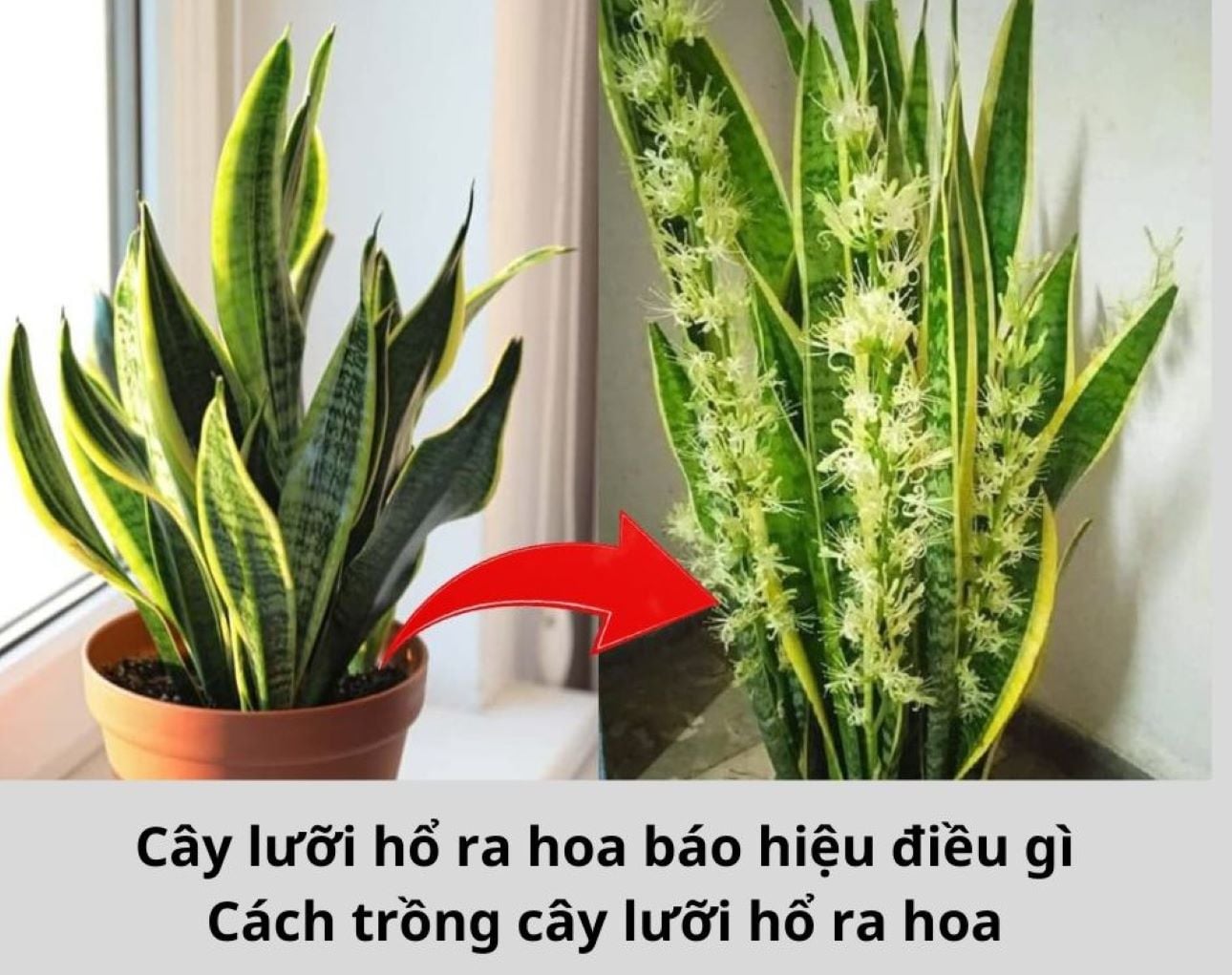 Cây Lưỡi hổ hiếm khi ra hoa. Nếu ra hoa, gia chủ sẽ được hưởng nhiều ...