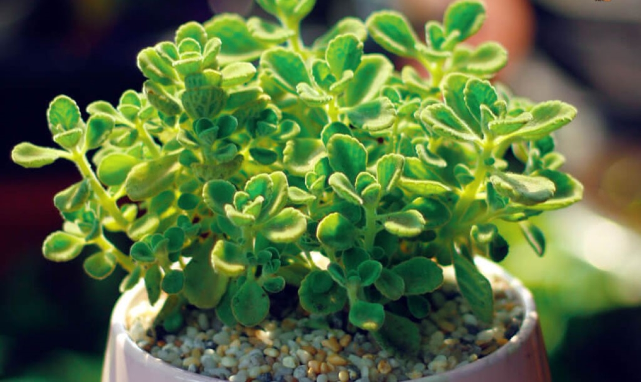 Cây Sen thơm (Mạt hương) - loại cây được coi là 'Mèo thần tài', chiêu ...