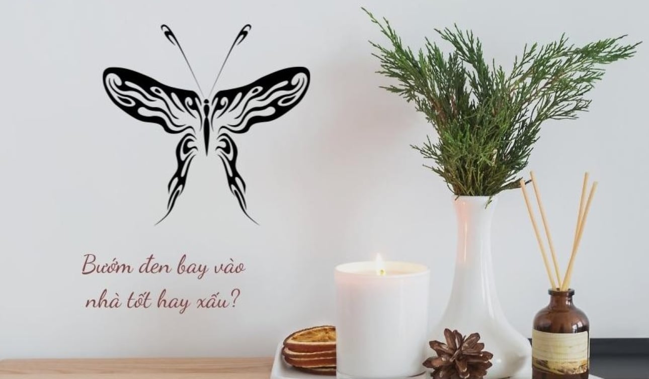 Bướm đen bay vào nhà khiến bạn lo lắng!? Ý nghĩa về phong thủy và tâm ...