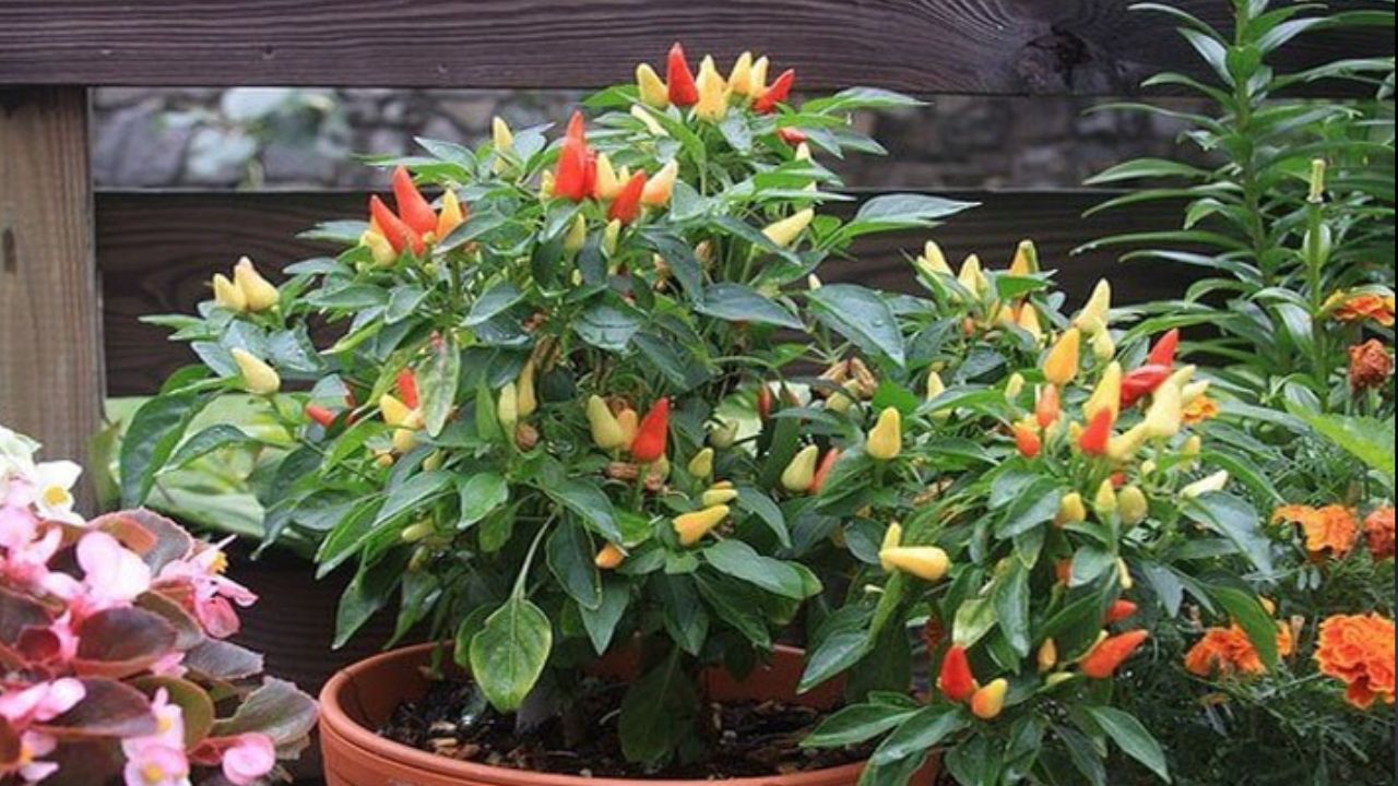 Trồng cây ớt trước nhà có tốt không? Ý nghĩa phong thủy của cây ớt như ...