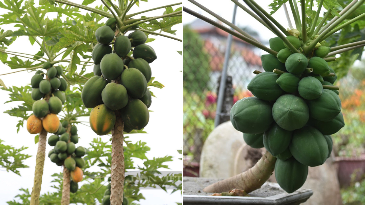 Trồng cây đu đủ trước nhà có tốt không?