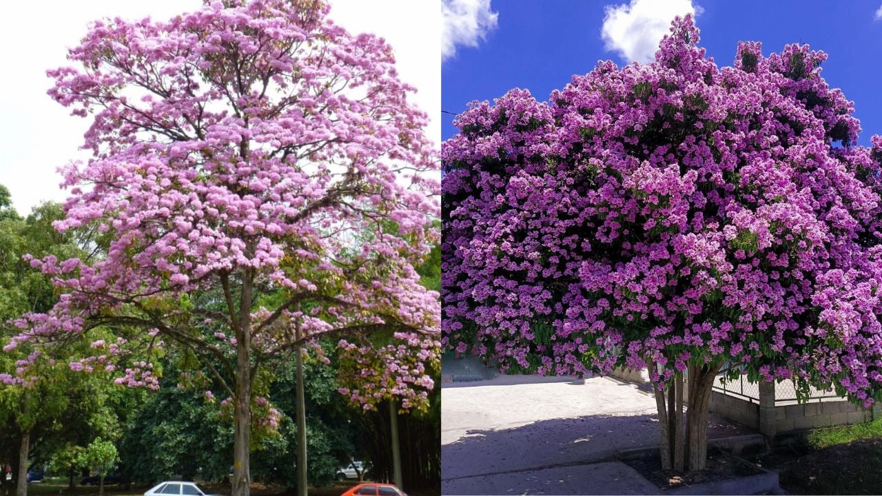 6 cây cao bóng mát, vừa nở hoa rực rỡ vừa ít rụng lá, trồng trong nhà ...