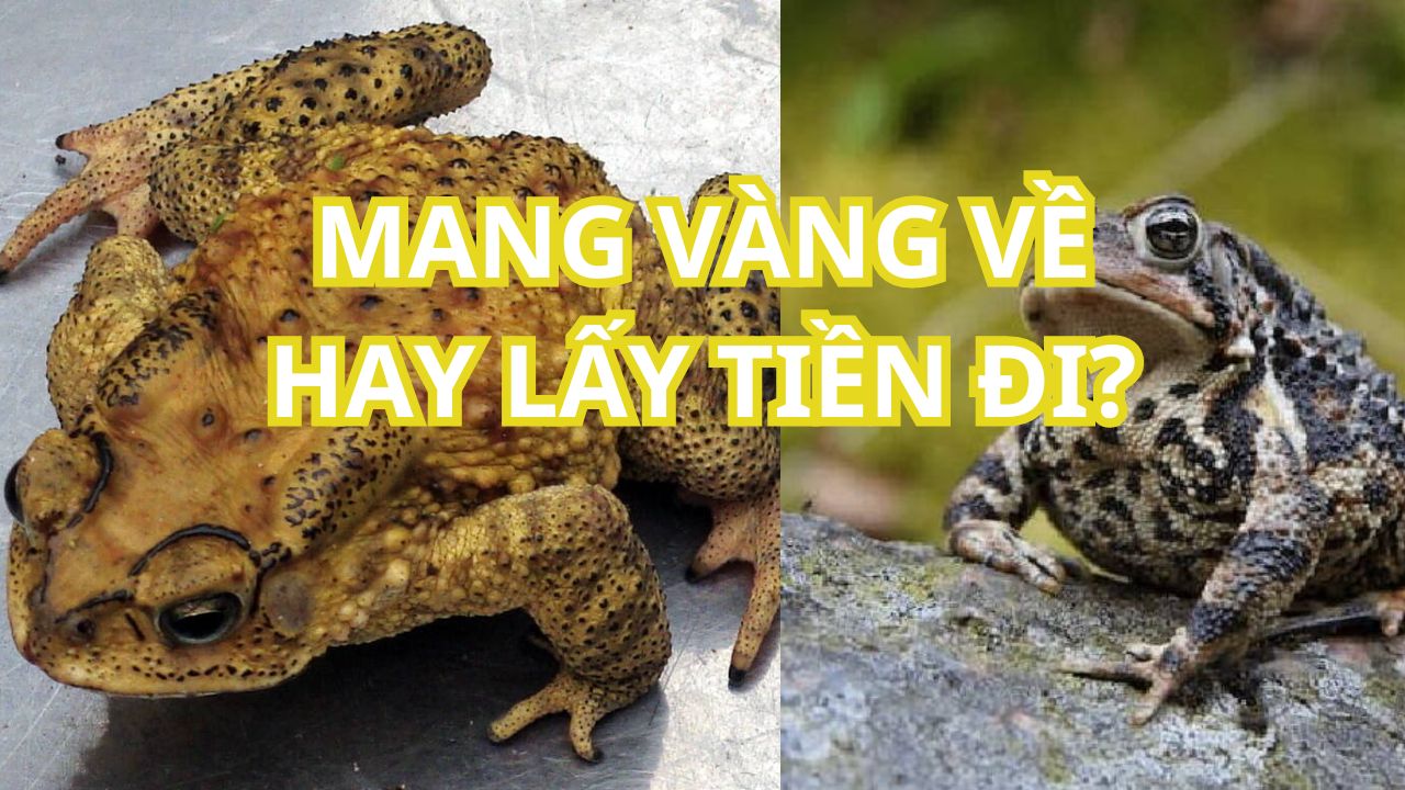Dân gian thờ cóc ngậm tiền mong giàu có nhưng cóc vàng cóc đen vào nhà ...