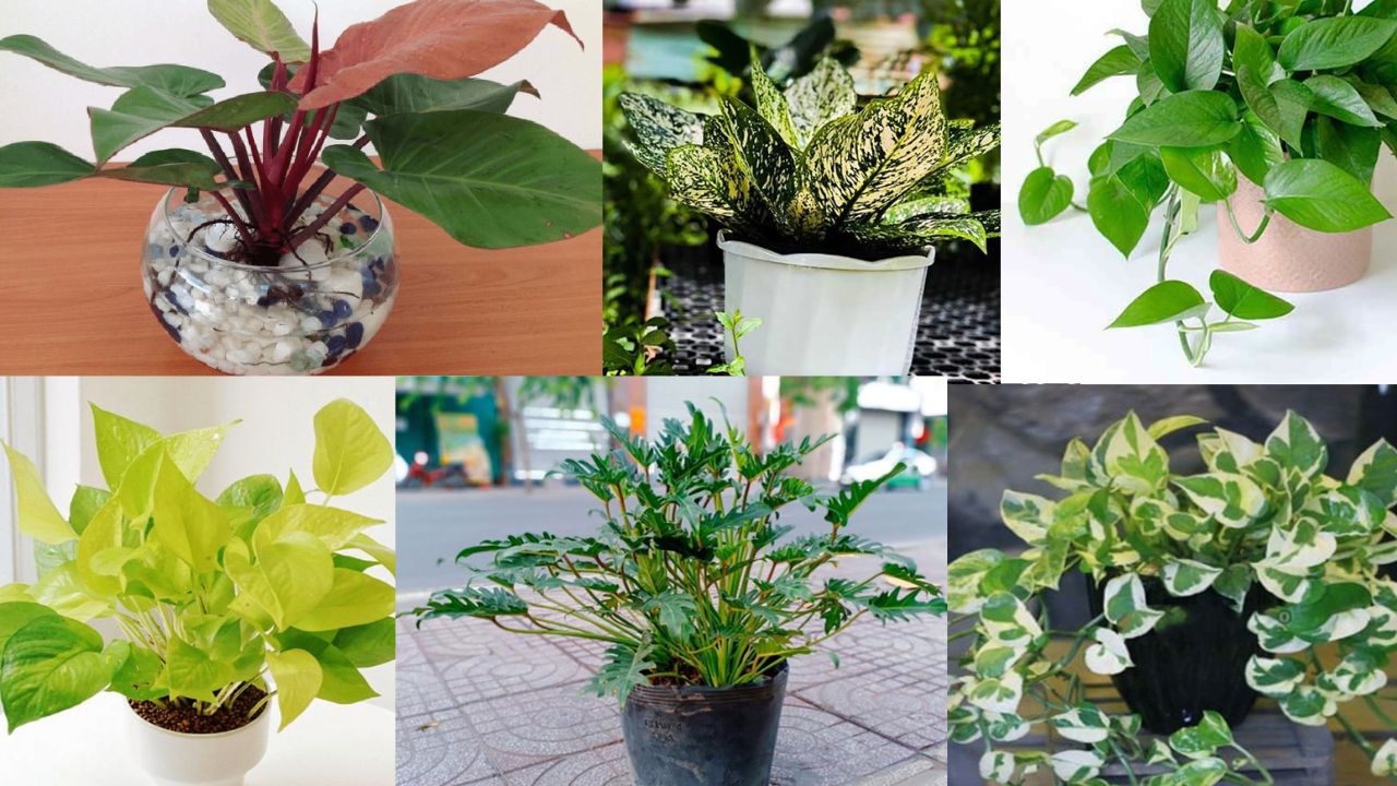 Có nên trồng trầu bà trong nhà, bạn đã thực sự biết trầu bà có bao ...