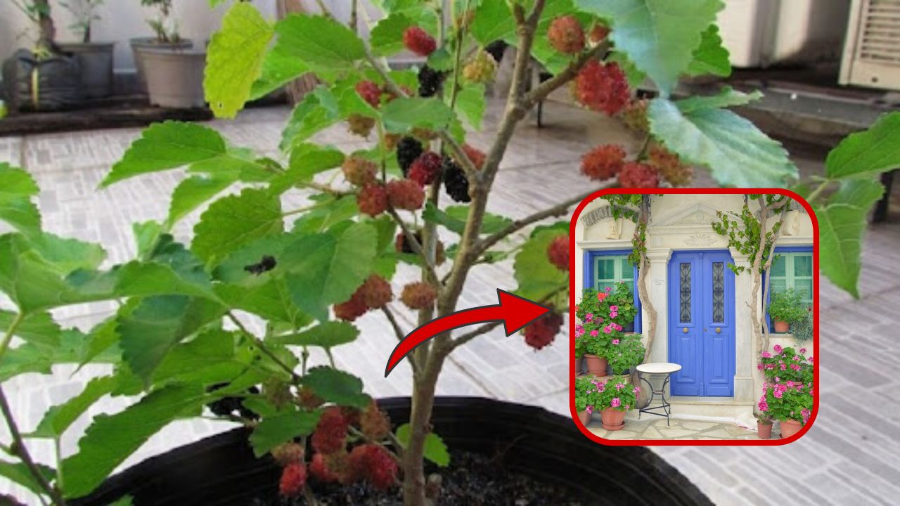 Tổ Tiên nói rồi: 'Có ba bóng râm vào nhà, con cháu không yên ổn', 3 ...