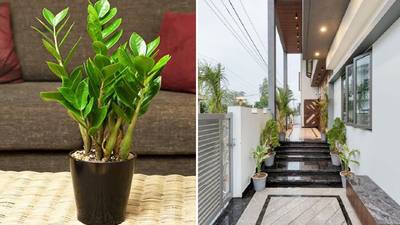 3 vị trí đặt cây kim tiền hút lộc tốt nhất trong nhà: 1 vị trí đại kỵ ...