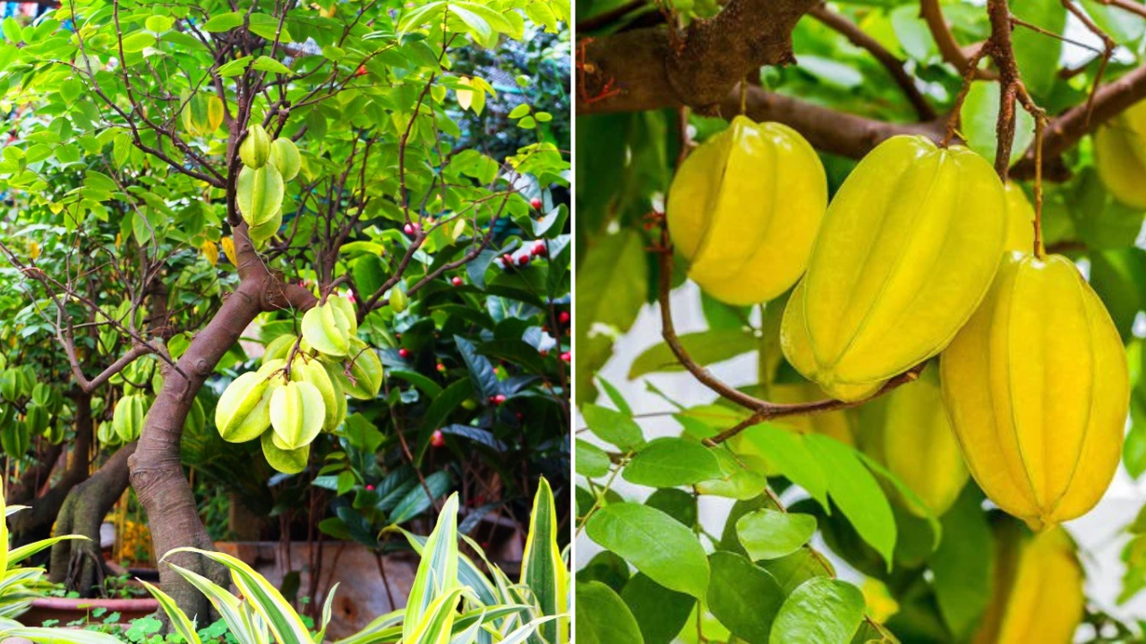 Người mệnh này trồng cây khế trước nhà, sớm ăn nên làm gia, con cháu ...